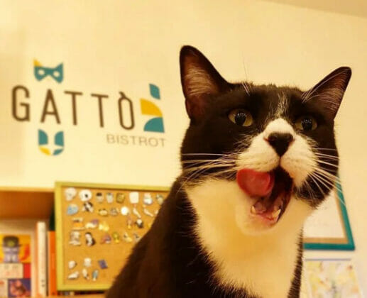 Neko cafè, ecco i bar con gatti in Italia - Magazine ApeTime - Bar ...